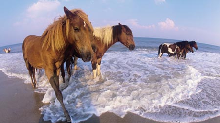 Assateague Island National Seashore - Visitor Information