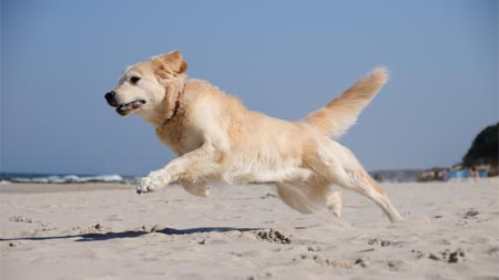 Assateague Island National Seashore - Visitor Information
