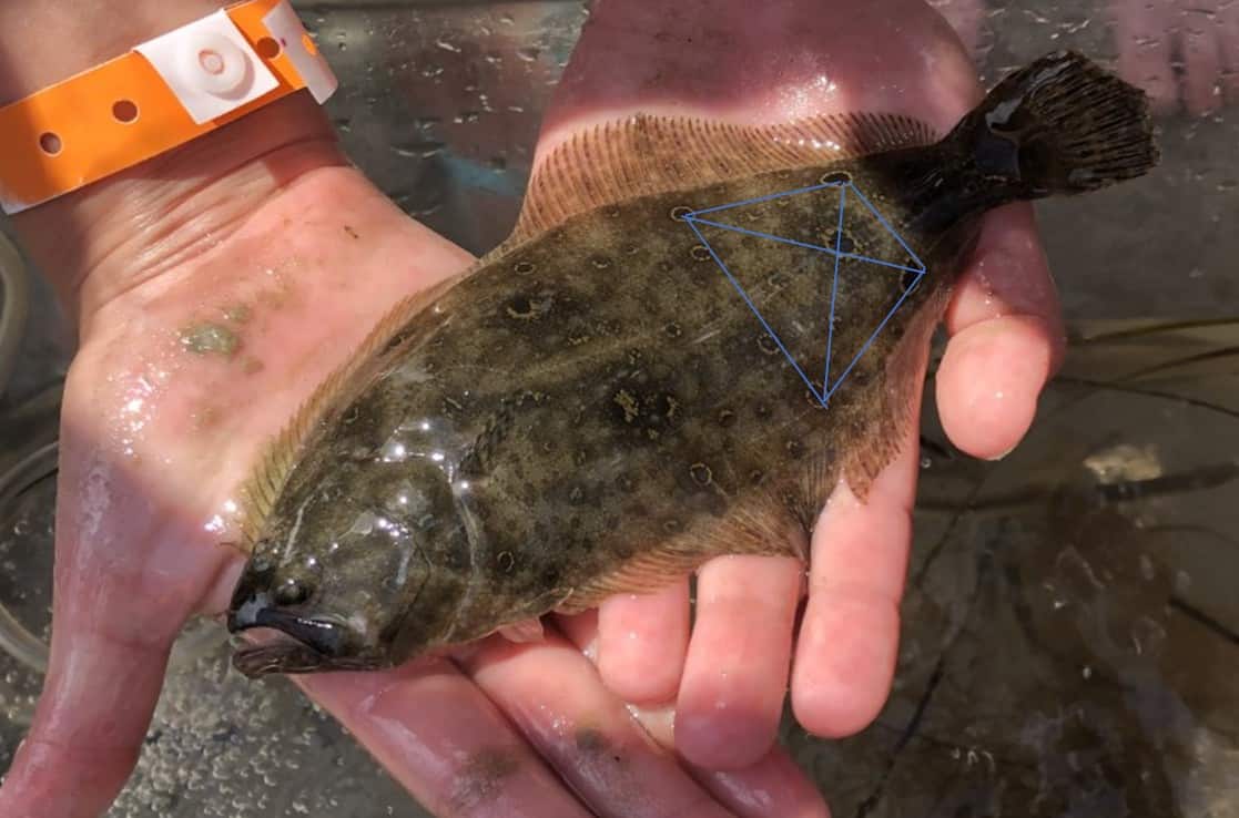 What is a Flounder’s Favorite Season? How Summer and Winter Flounder ...