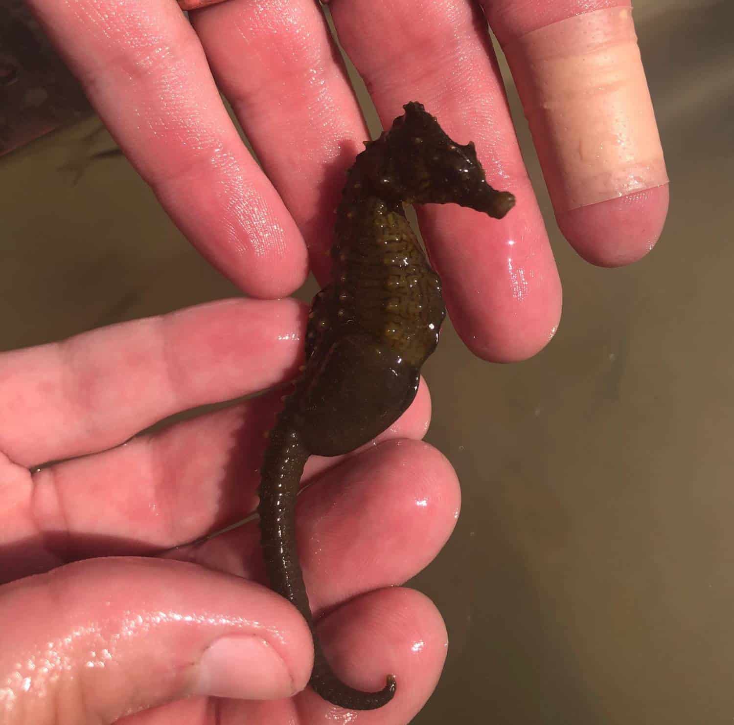 A Quick Course in the Seahorse - OceanCity.com