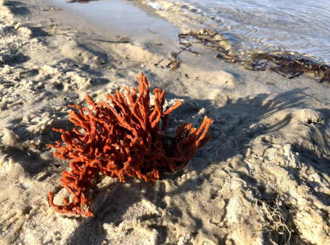 A Plunge into the Sponge! - OceanCity.com