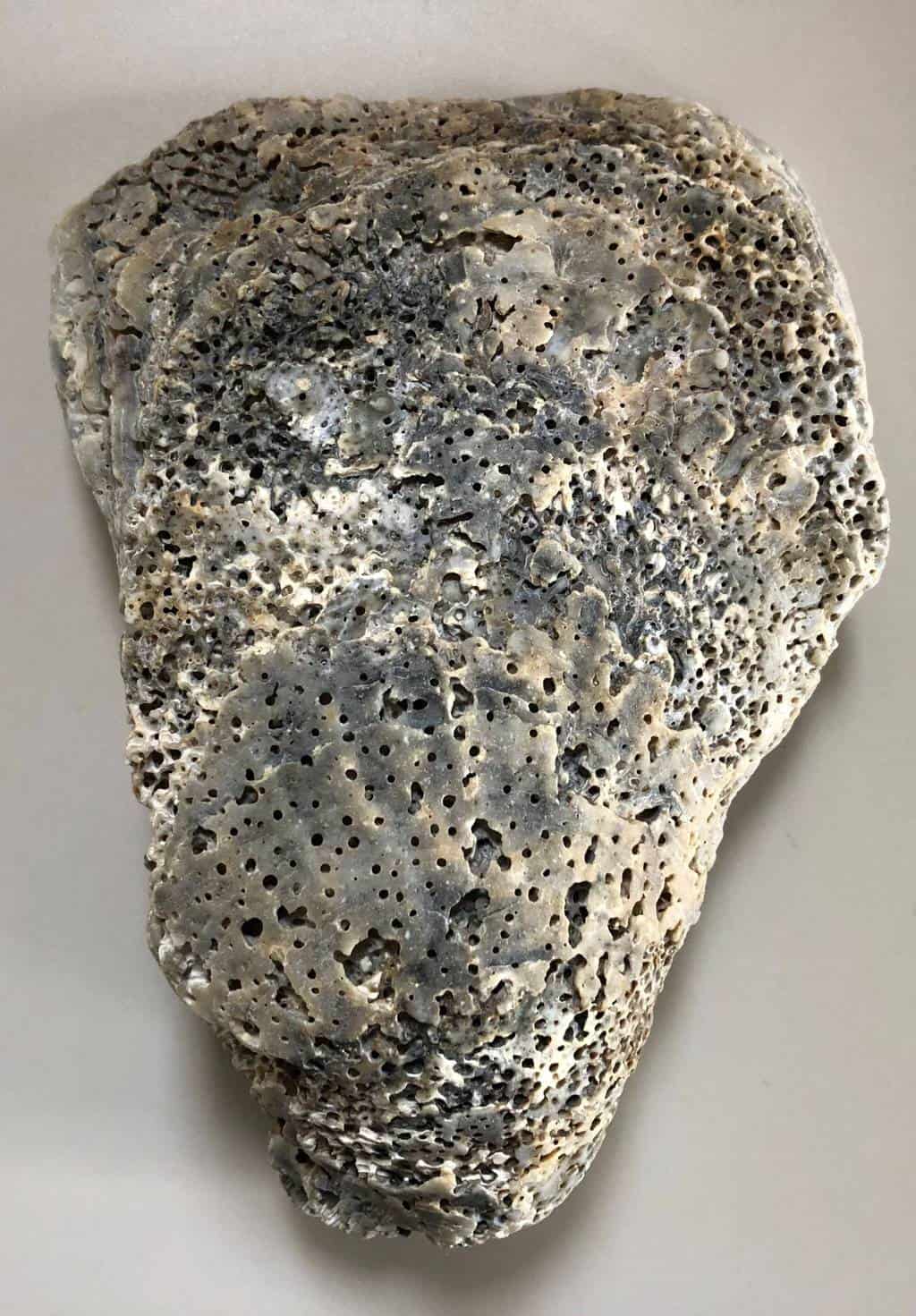 A Plunge into the Sponge! - OceanCity.com