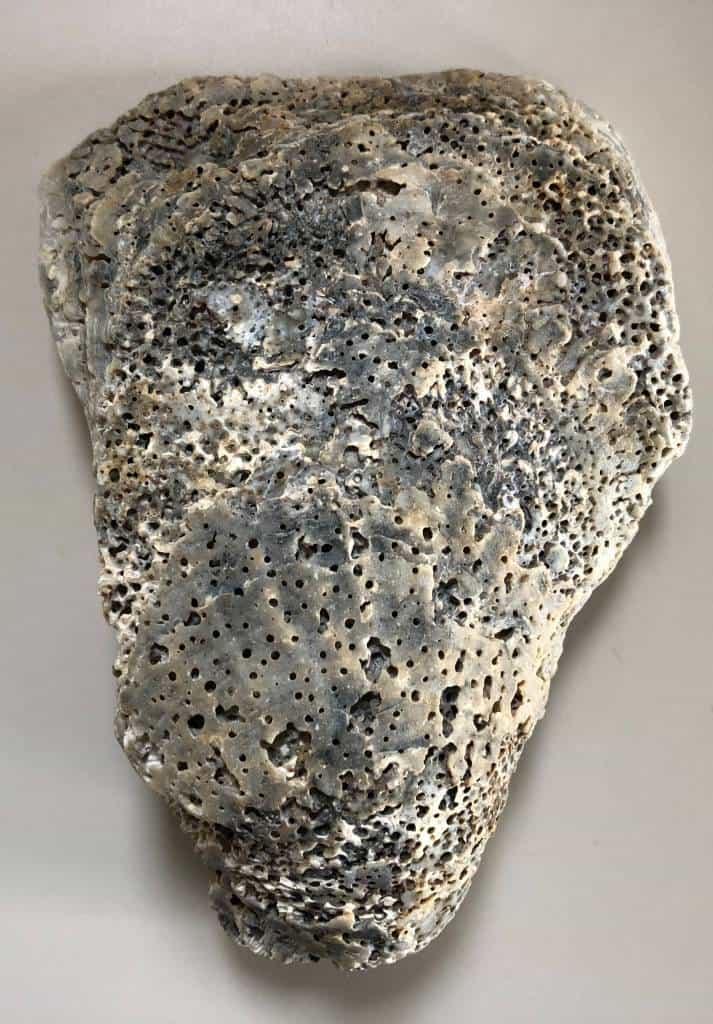 A Plunge into the Sponge! - OceanCity.com