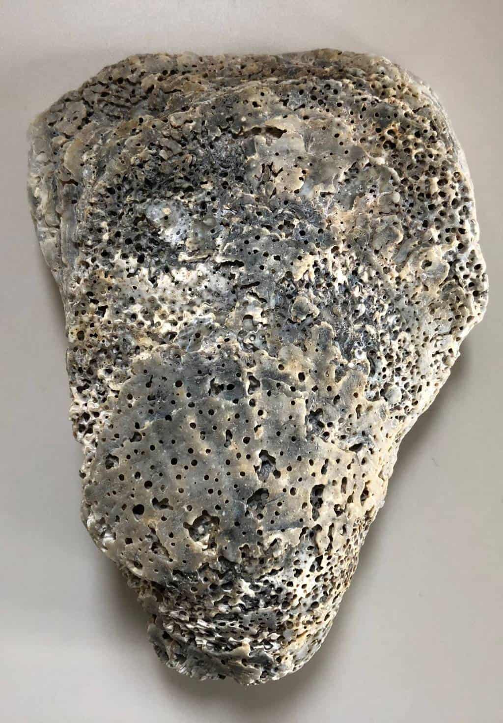 A Plunge into the Sponge! - OceanCity.com