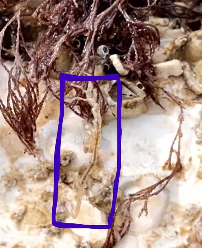 Spooky Scary Skeleton… Shrimp? - OceanCity.com