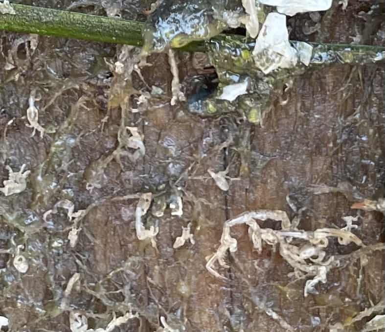 Spooky Scary Skeleton… Shrimp? - OceanCity.com