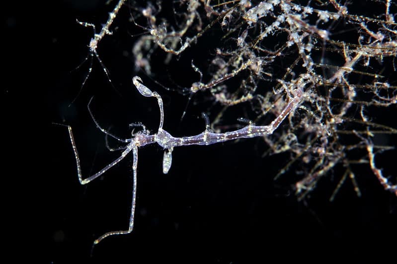 Spooky Scary Skeleton… Shrimp? - OceanCity.com