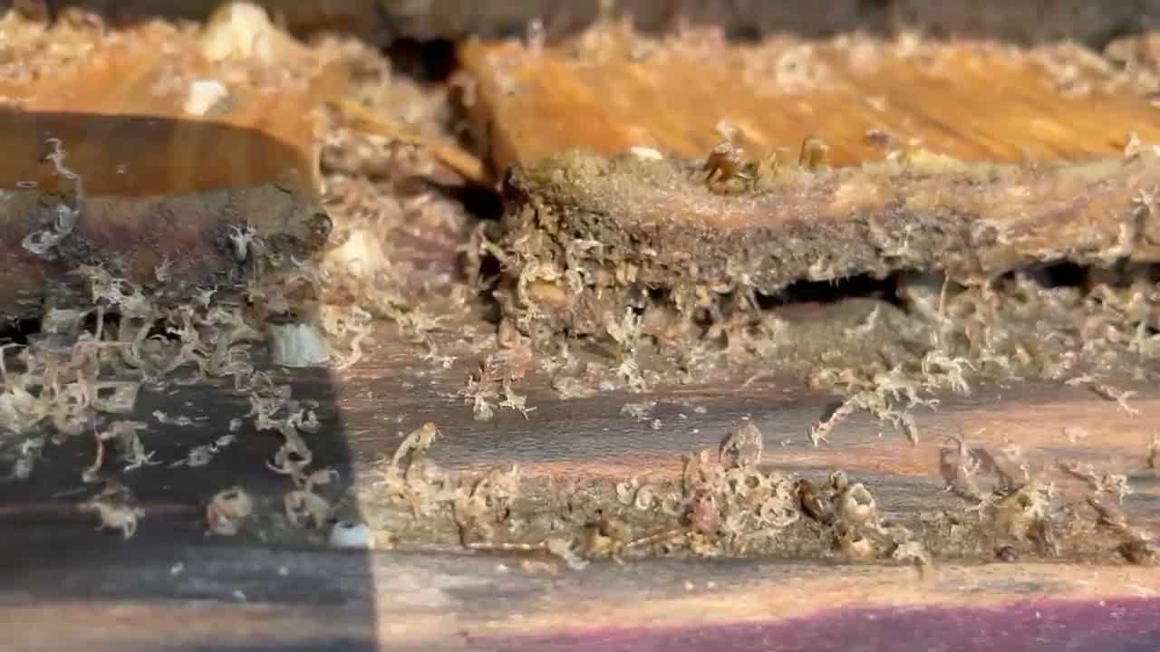 Spooky Scary Skeleton… Shrimp? - OceanCity.com