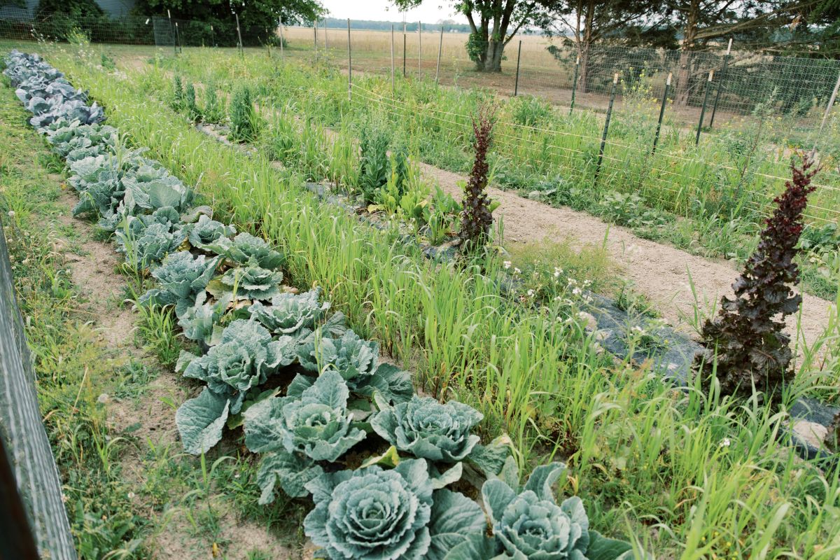 Spotlight on Cross Farms and Carol Cross - OceanCity.com