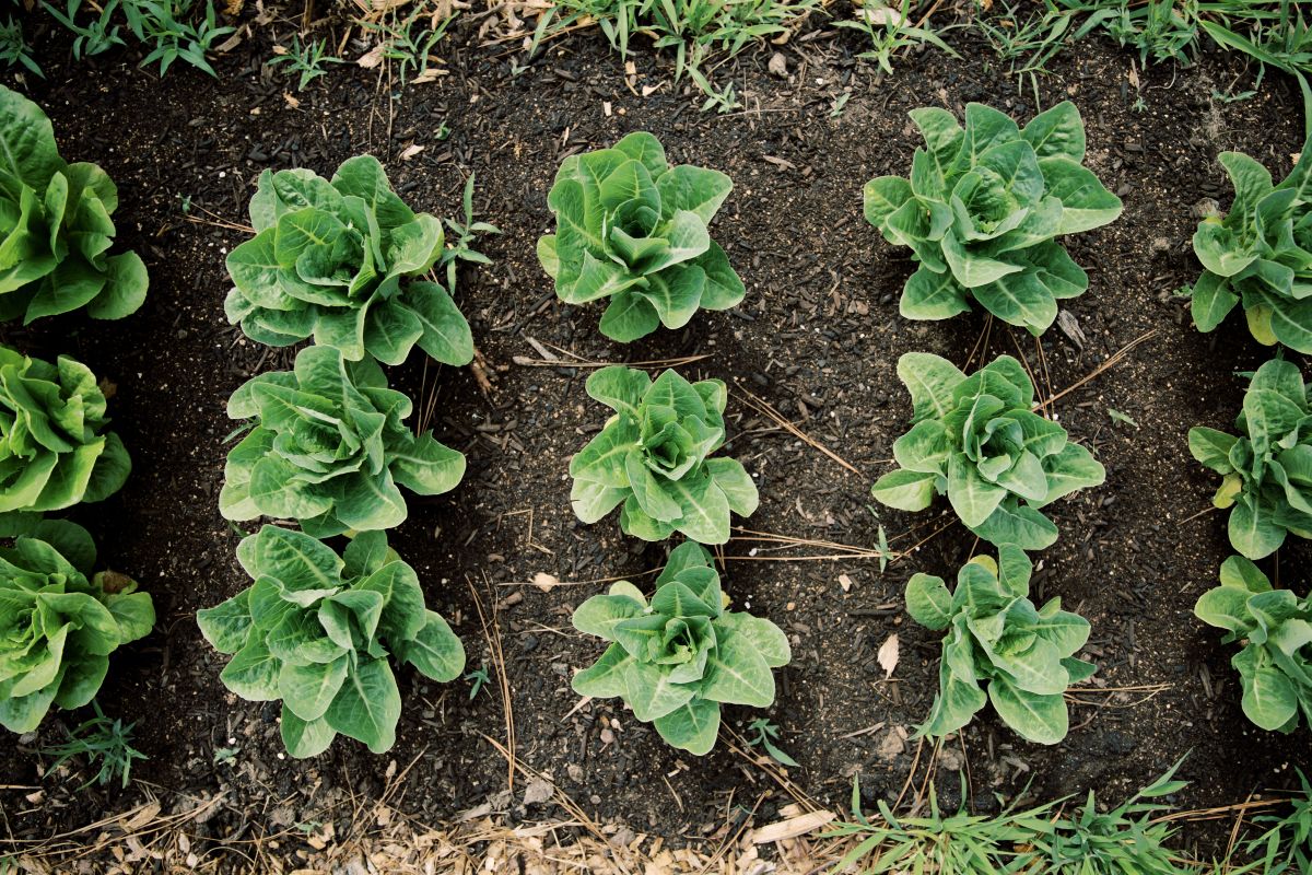 Splendid Earth Farms: Jeanne Vander Clute - OceanCity.com