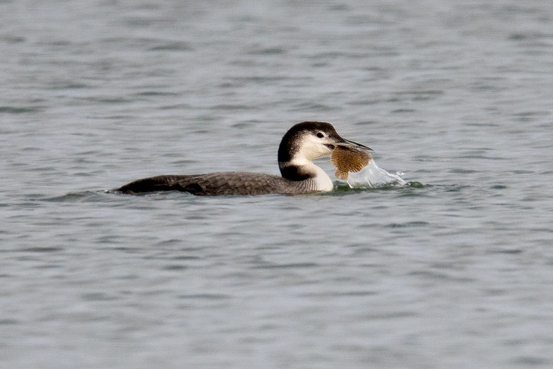 The Season of the Loons - OceanCity.com