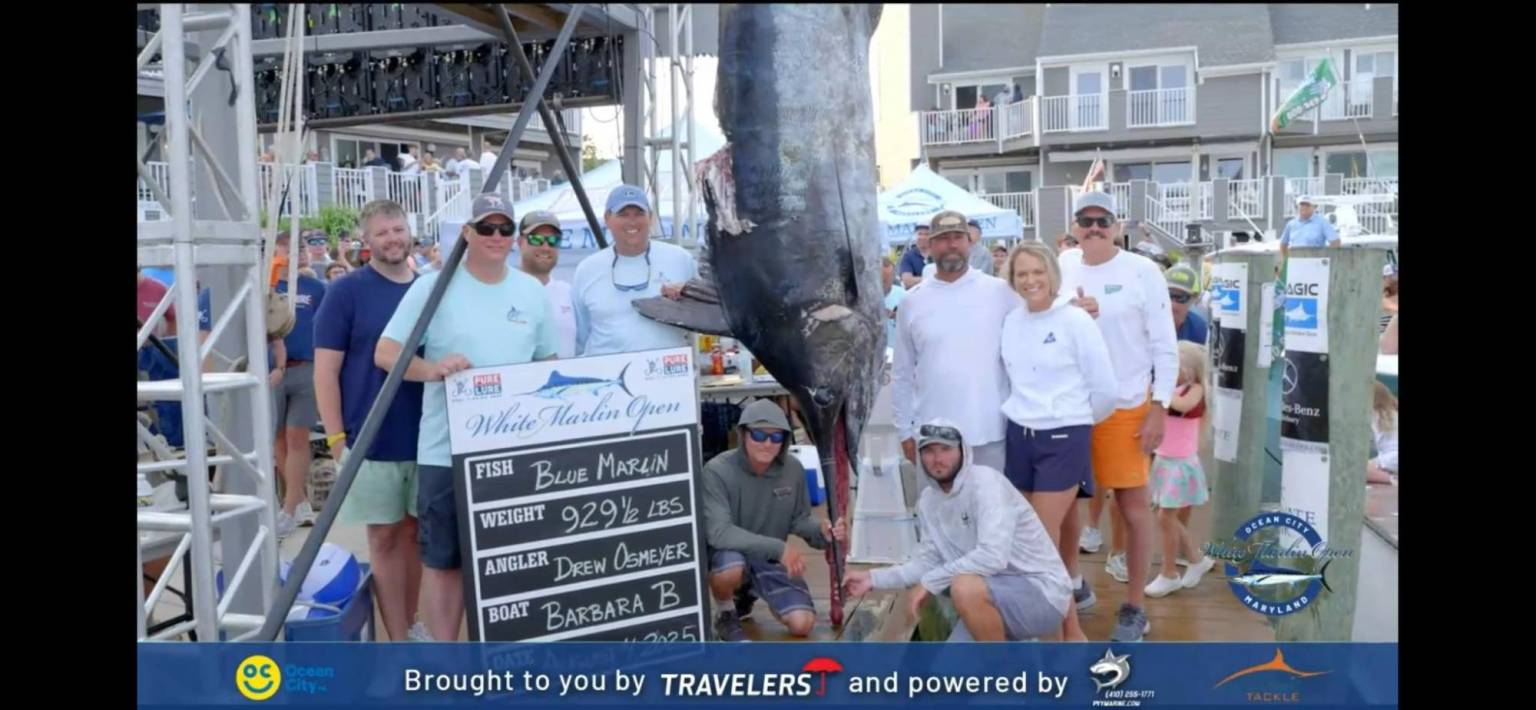 White Marlin Open: Day 1 Makes History with near 1,000 Pound Blue ...